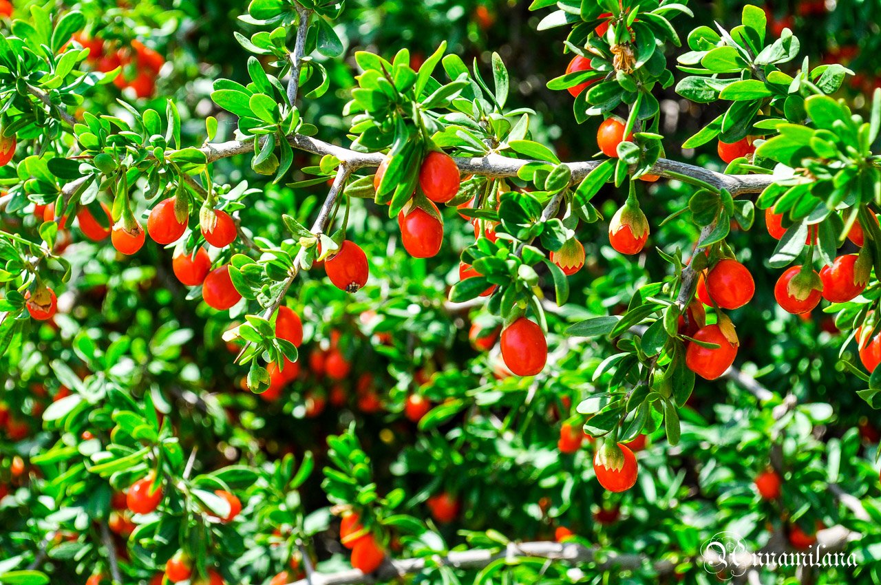 Ягоды годжи - свойства, применение, отзывы. - Напитки мира